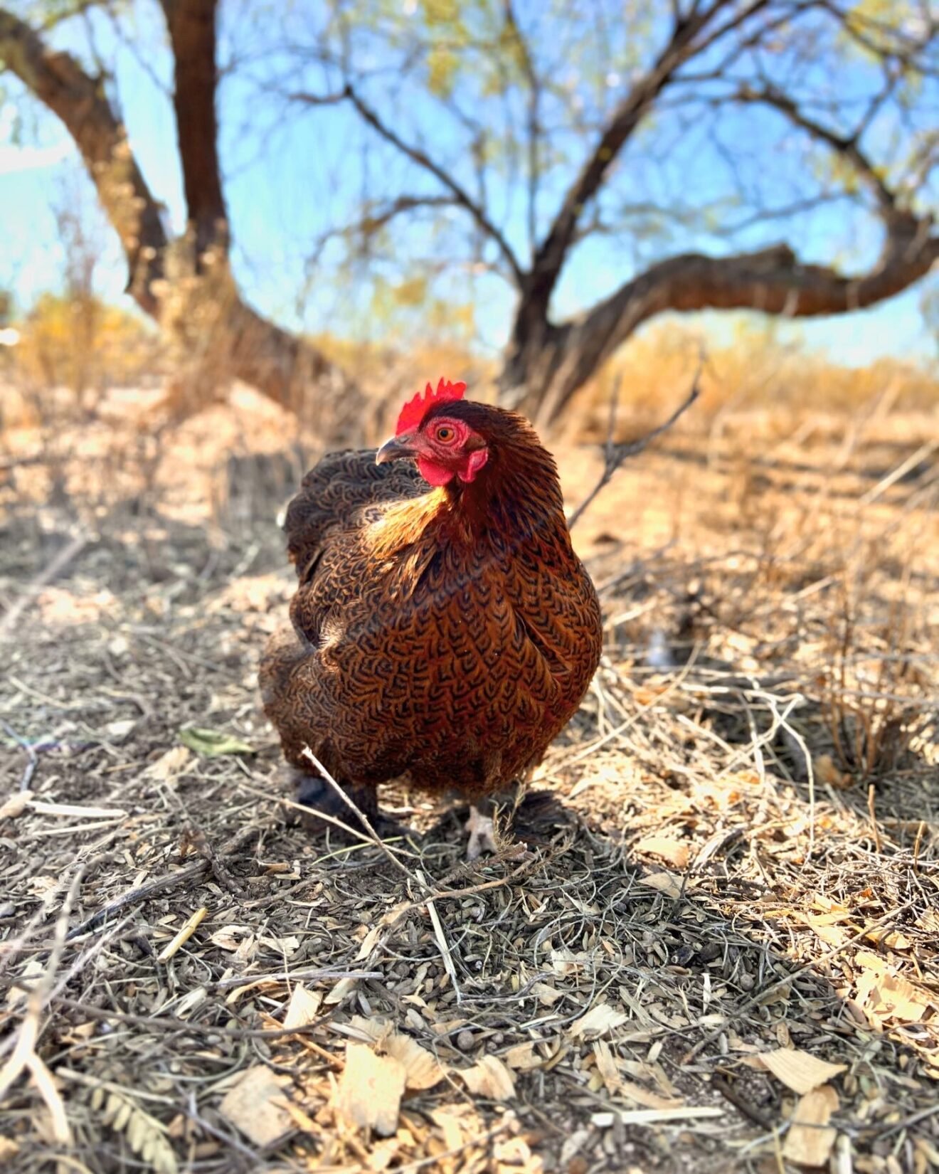 About Us - Lilly Valley Farm