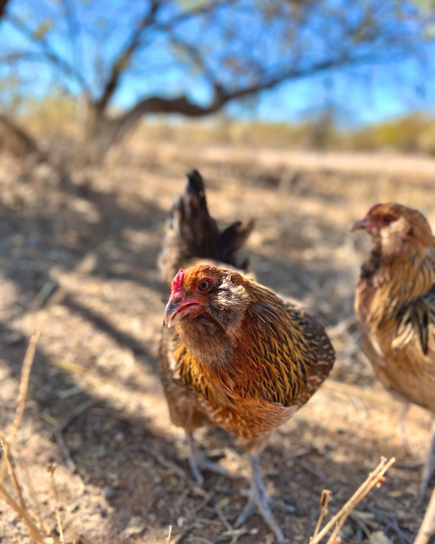 About Us - Lilly Valley Farm